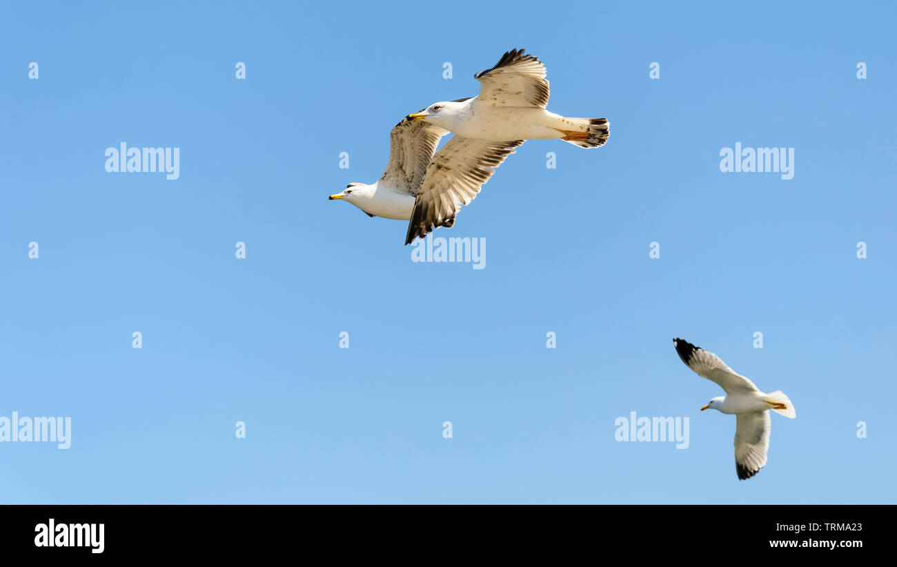 Seagull markings hi-res stock photography and images - Alamy