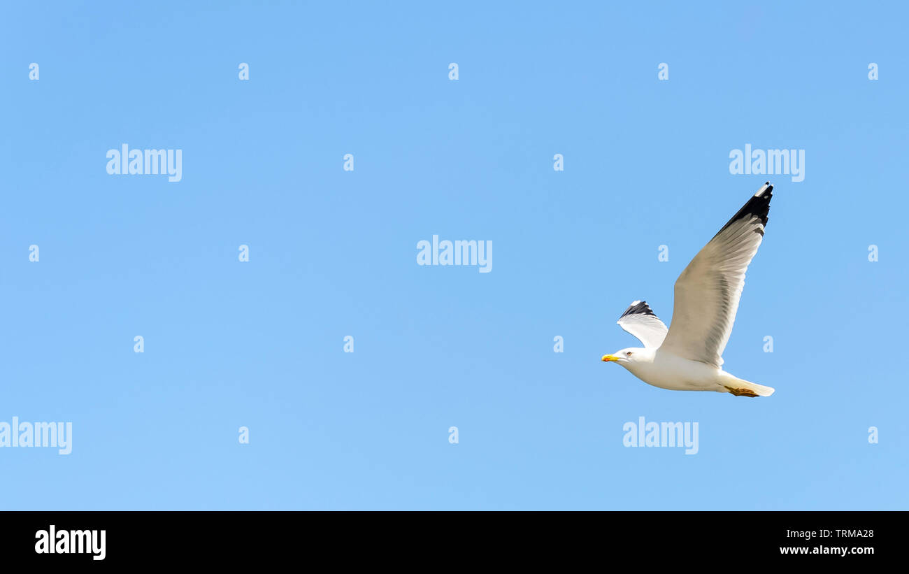 Seagull markings hi-res stock photography and images - Alamy
