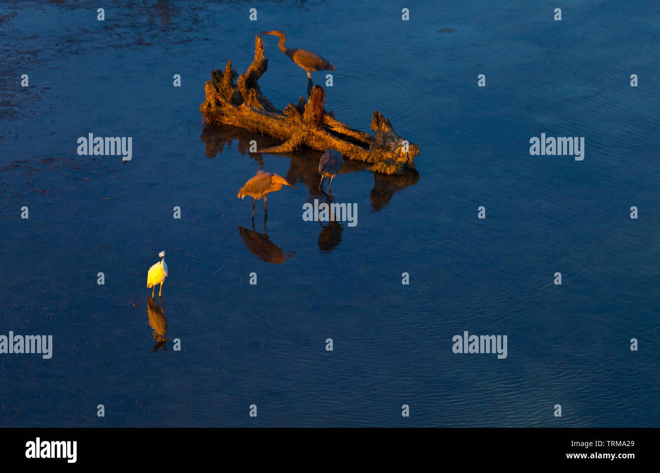 Garzas de mexico hi-res stock photography and images - Alamy