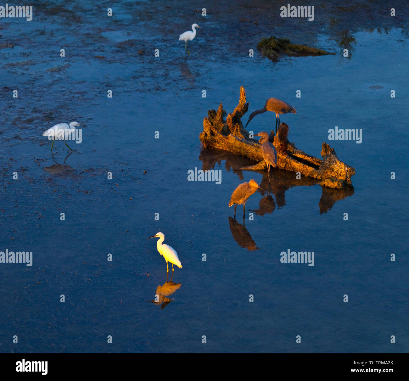 Garzas, Isla Pájaros, Isla Holbox, Estado Quntana Roo, Península ...