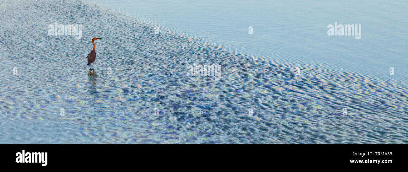 Garzas, Isla Pájaros, Isla Holbox, Estado Quntana Roo, Península ...