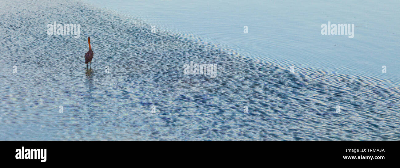 Garzas, Isla Pájaros, Isla Holbox, Estado Quntana Roo, Península ...