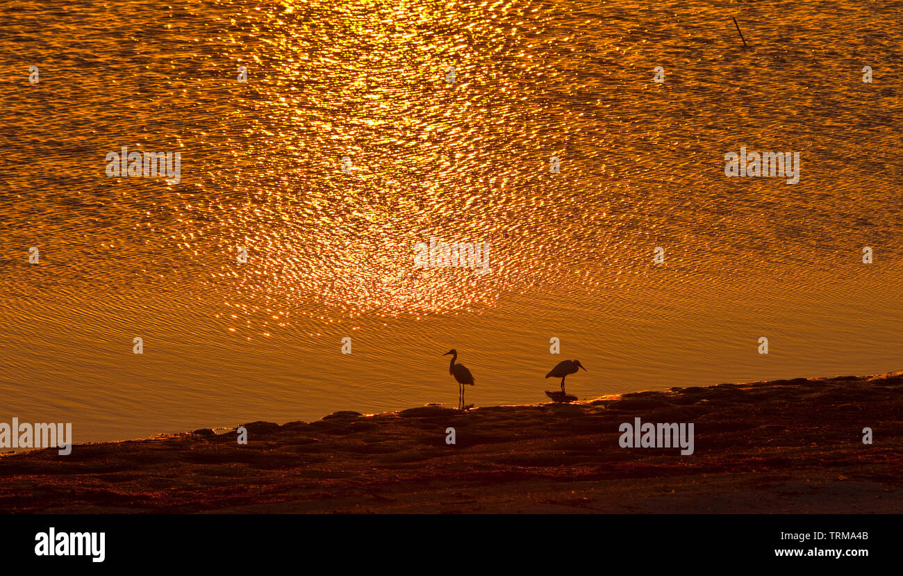 Garzas de mexico hi-res stock photography and images - Alamy
