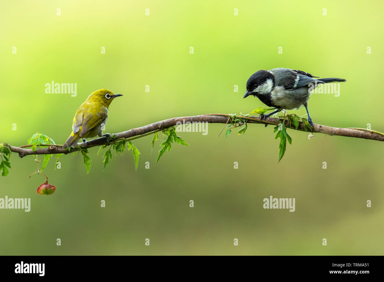 Wild Birds of India Stock Photo - Alamy