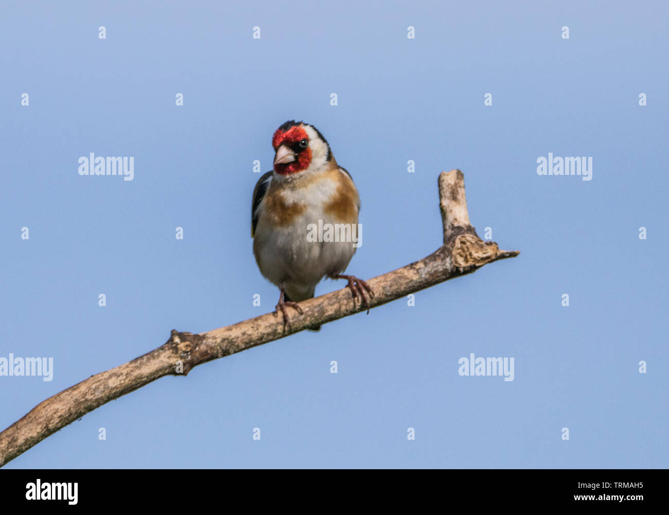 Bird feet branch hi-res stock photography and images - Alamy