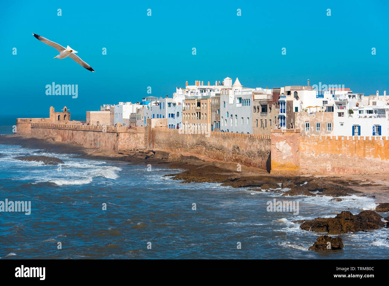 Essaouira, Atlantic Ocean with Seagull and View of Old Town Medina in ...
