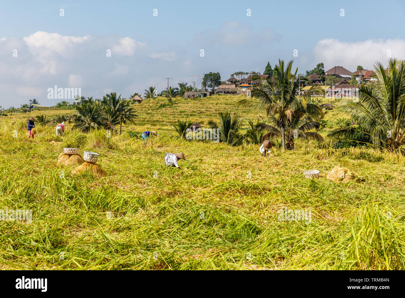 Balinese farmers harvesting rice at Jatiluwih rice terraces. Rural ...