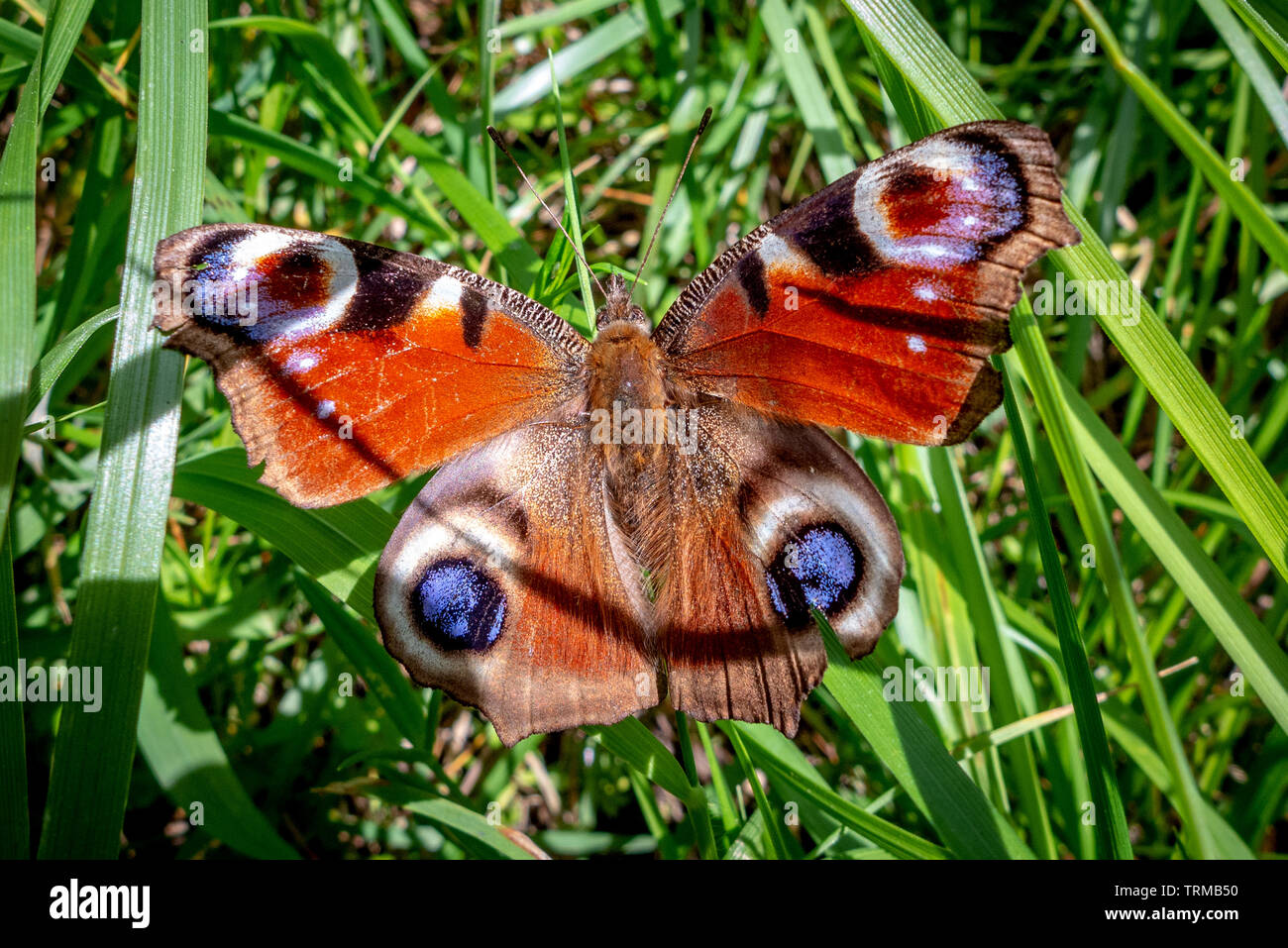 Butterfly in the wild hi-res stock photography and images - Alamy