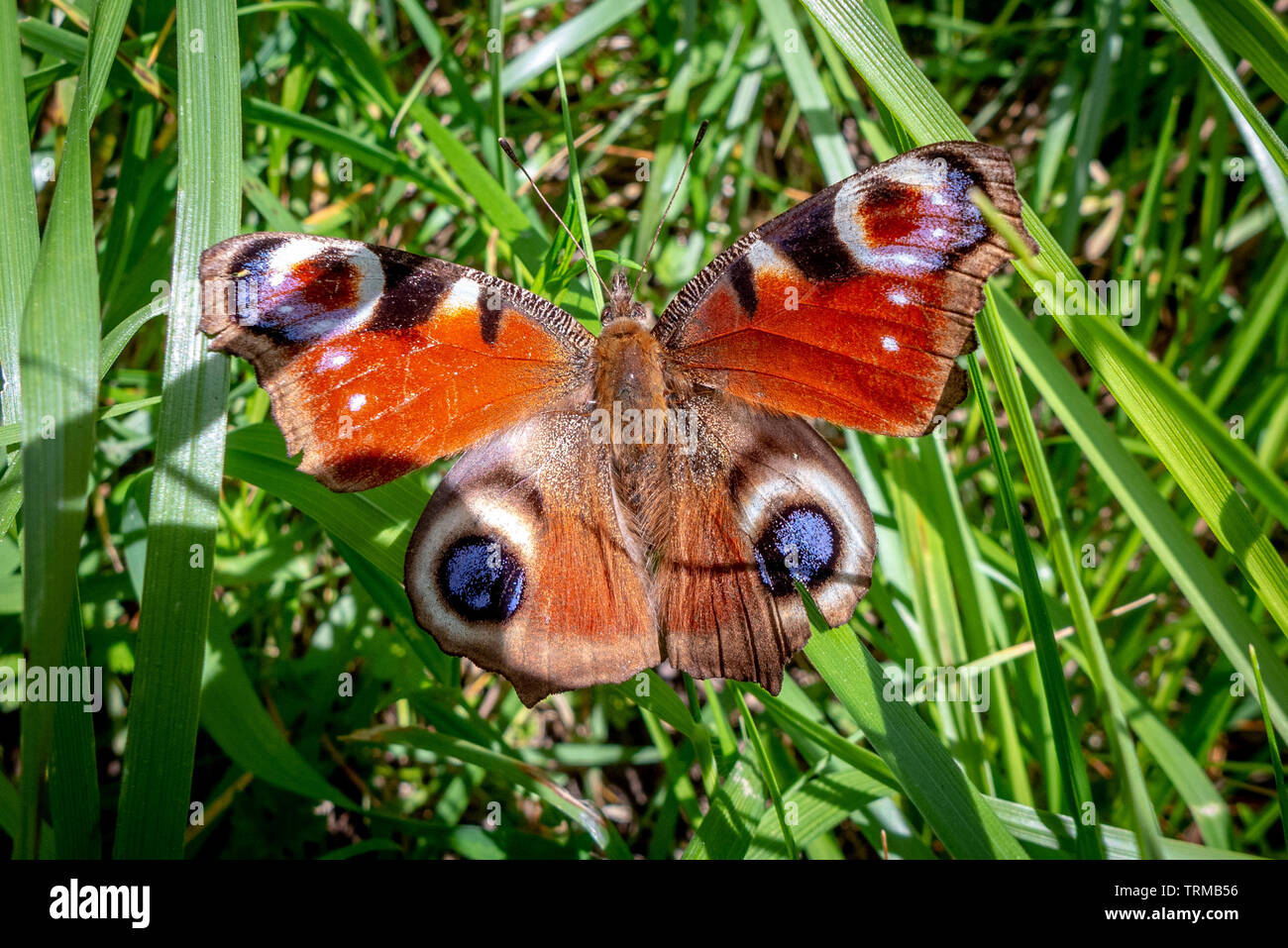Butterfly in the wild hi-res stock photography and images - Alamy