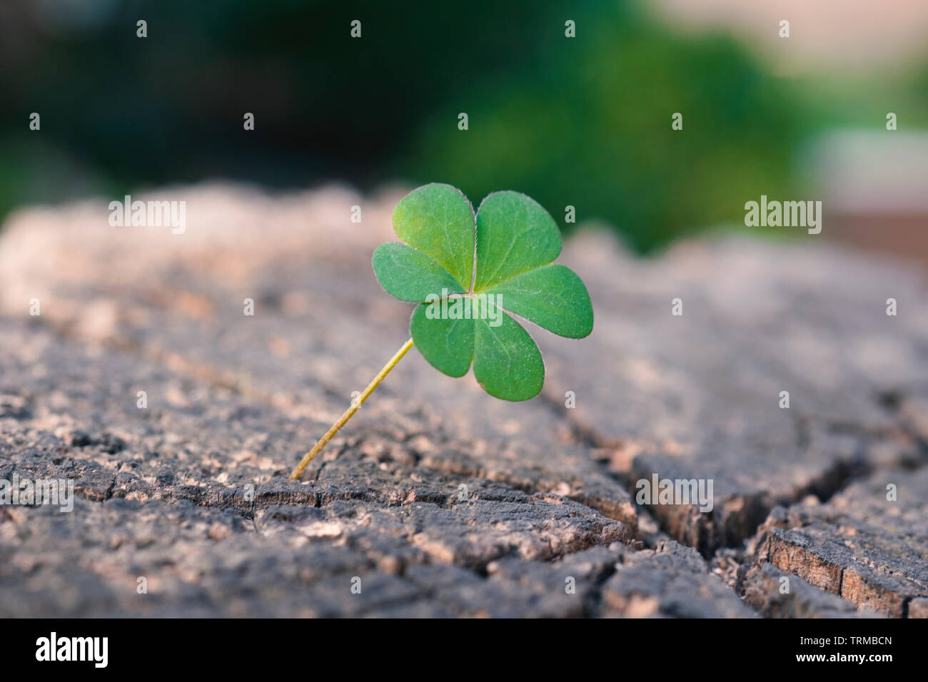 New Life concept with Clover. Business development symbolic Stock Photo ...