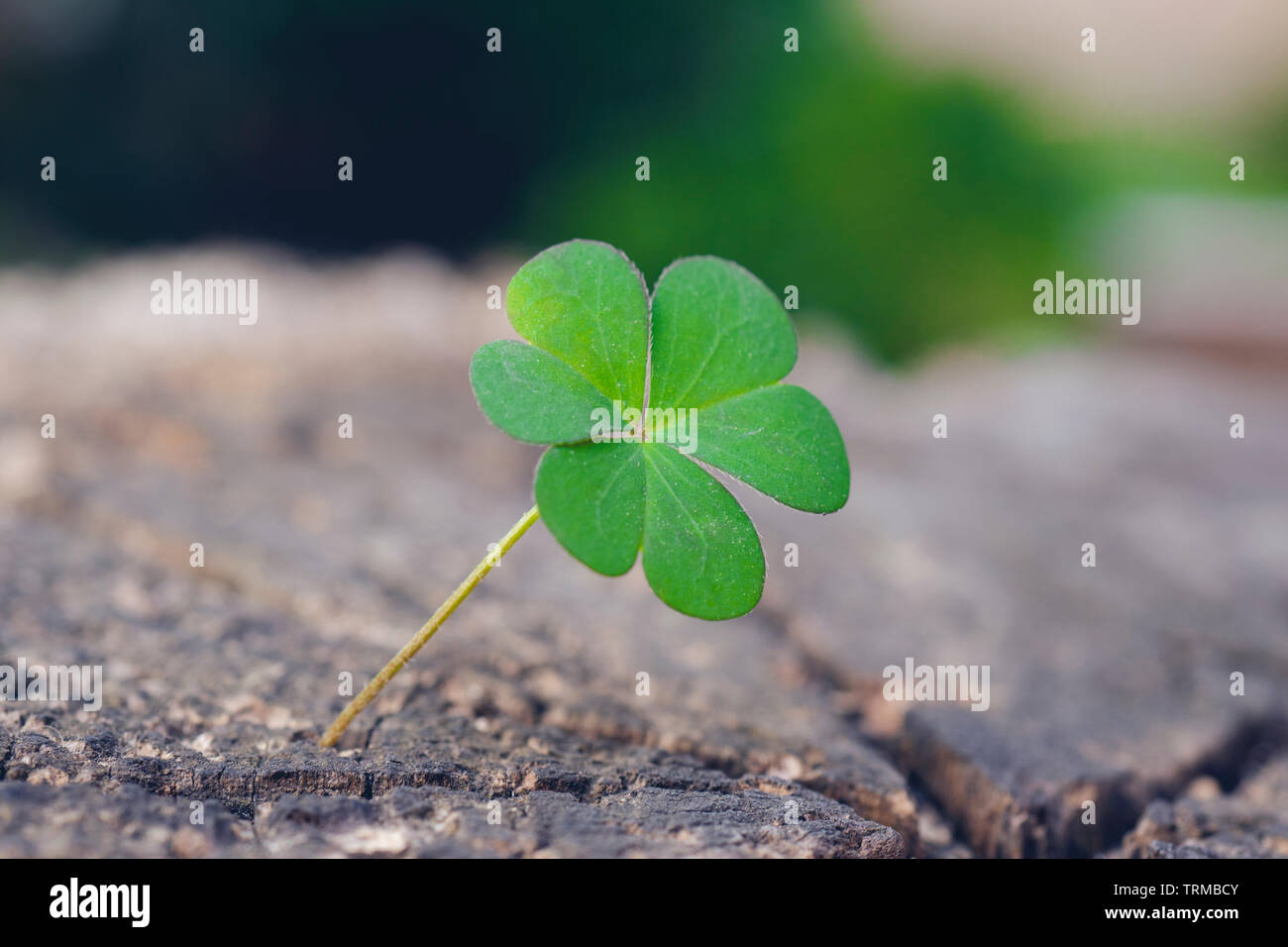 New Life concept with Clover. Business development symbolic Stock Photo ...