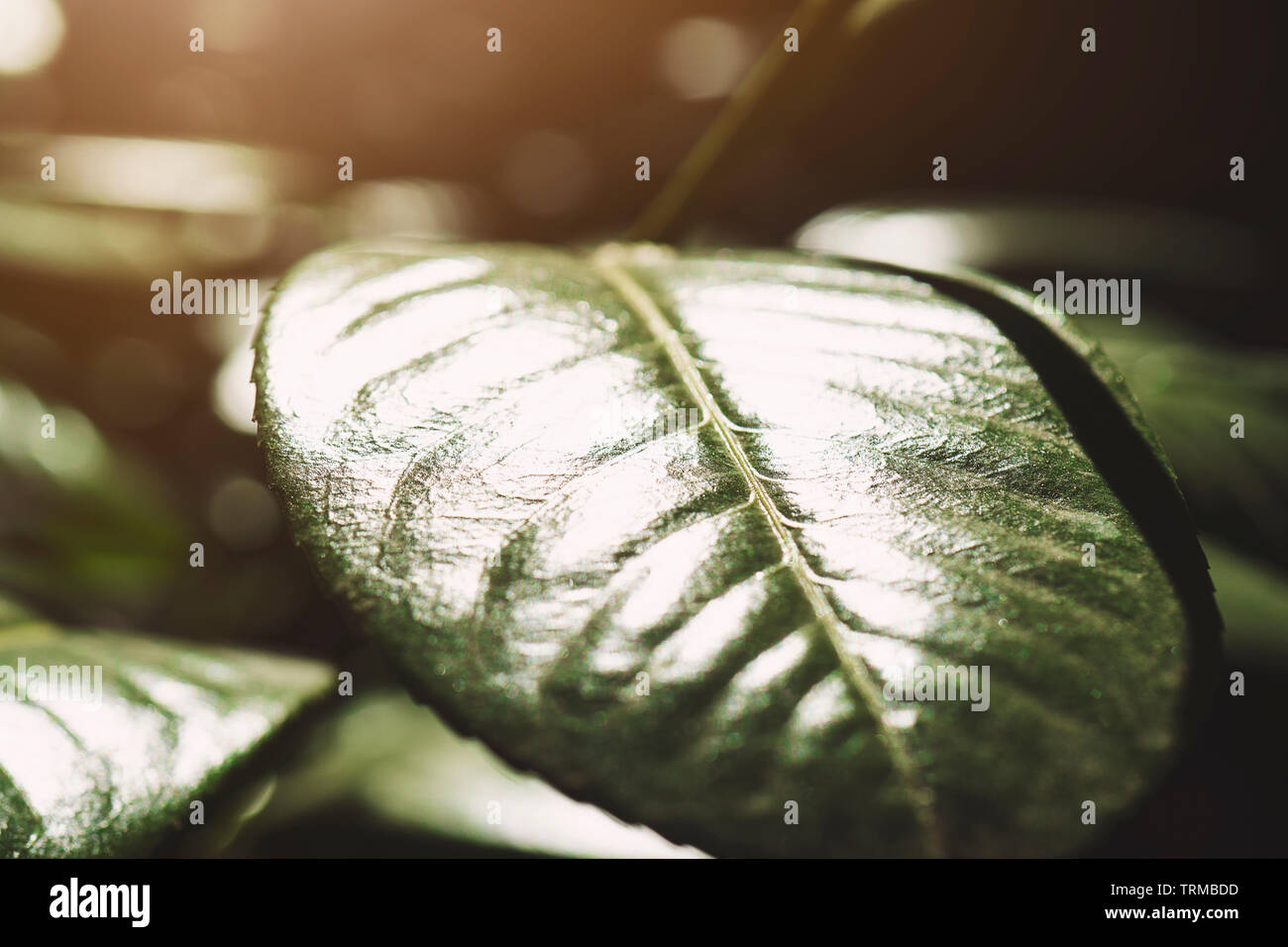 Creative layout made of leaves with paper. Flat lay. Nature concept ...