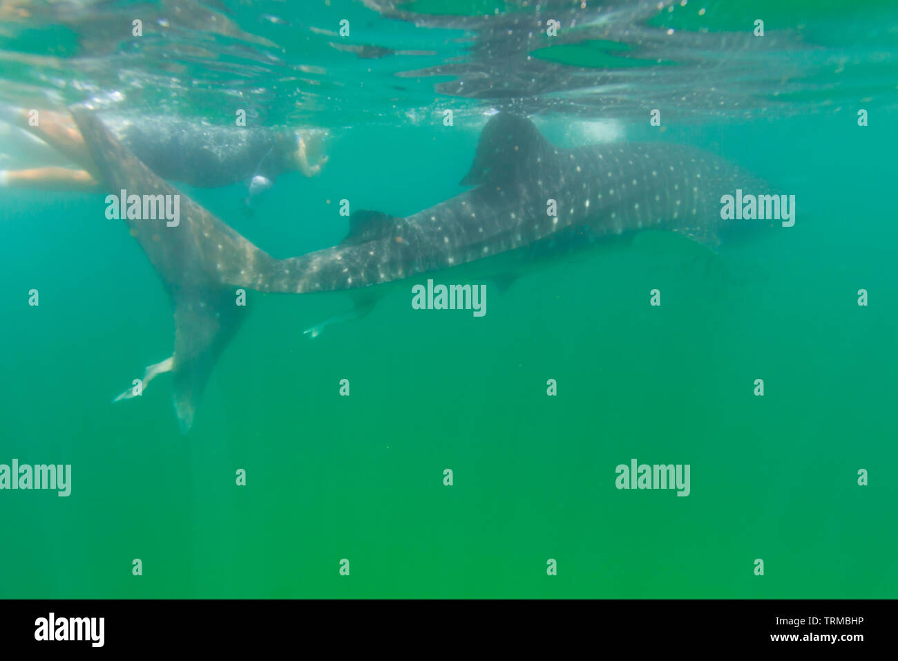 TIBURON BALLENA - WHALE SHARK (Rhincodon typus), Isla de Holbox, Estado ...