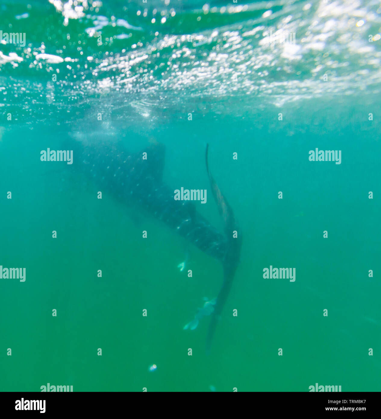 TIBURON BALLENA - WHALE SHARK (Rhincodon typus), Isla de Holbox, Estado ...