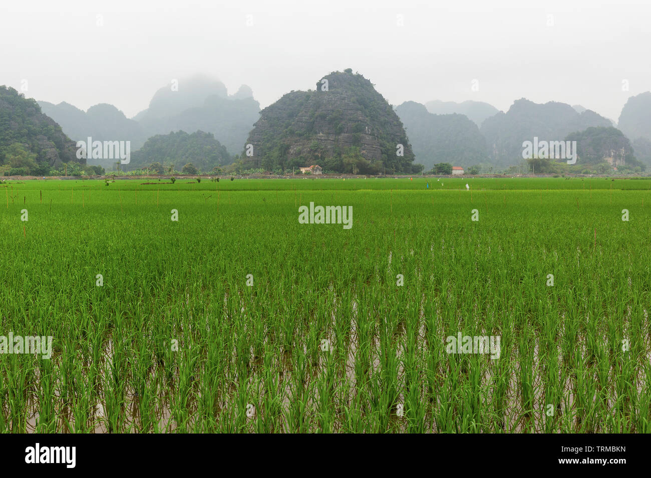 Rice Fields In NInh Binh, Vietnam Stock Photo - Alamy