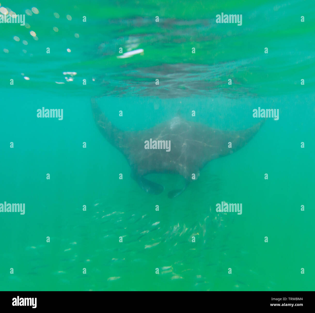 MANTARRAYA O MANTA GIGANTE - MANTA RAY (Manta birostris), Isla de ...