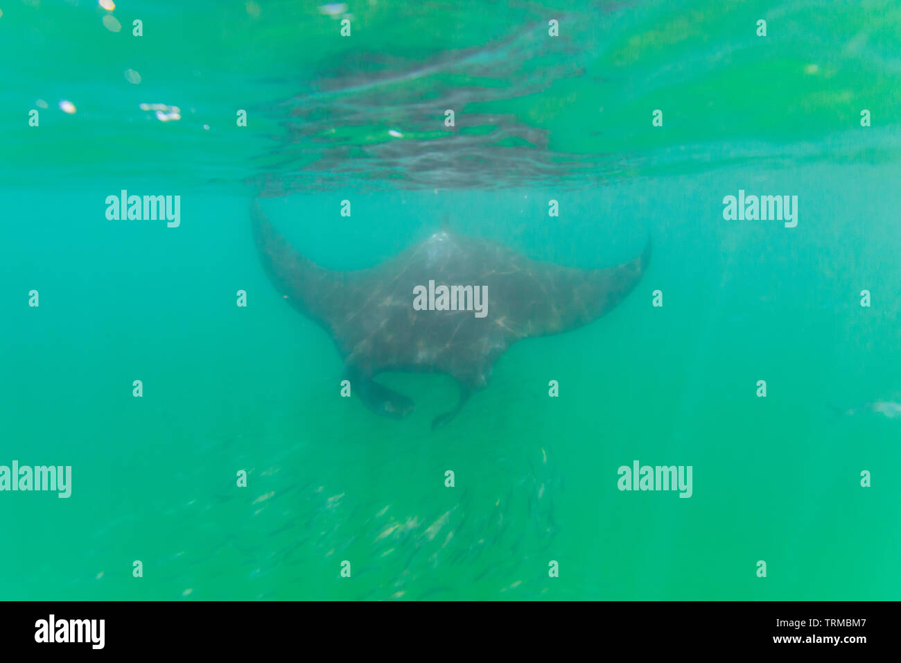 MANTARRAYA O MANTA GIGANTE - MANTA RAY (Manta birostris), Isla de ...