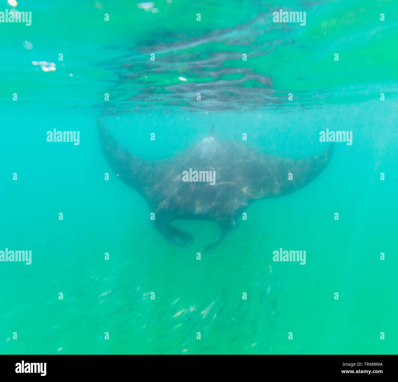 MANTARRAYA O MANTA GIGANTE - MANTA RAY (Manta birostris), Isla de ...
