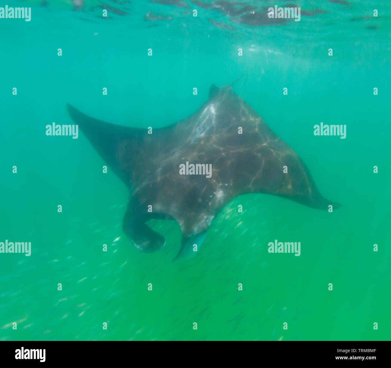 MANTARRAYA O MANTA GIGANTE - MANTA RAY (Manta birostris), Isla de ...