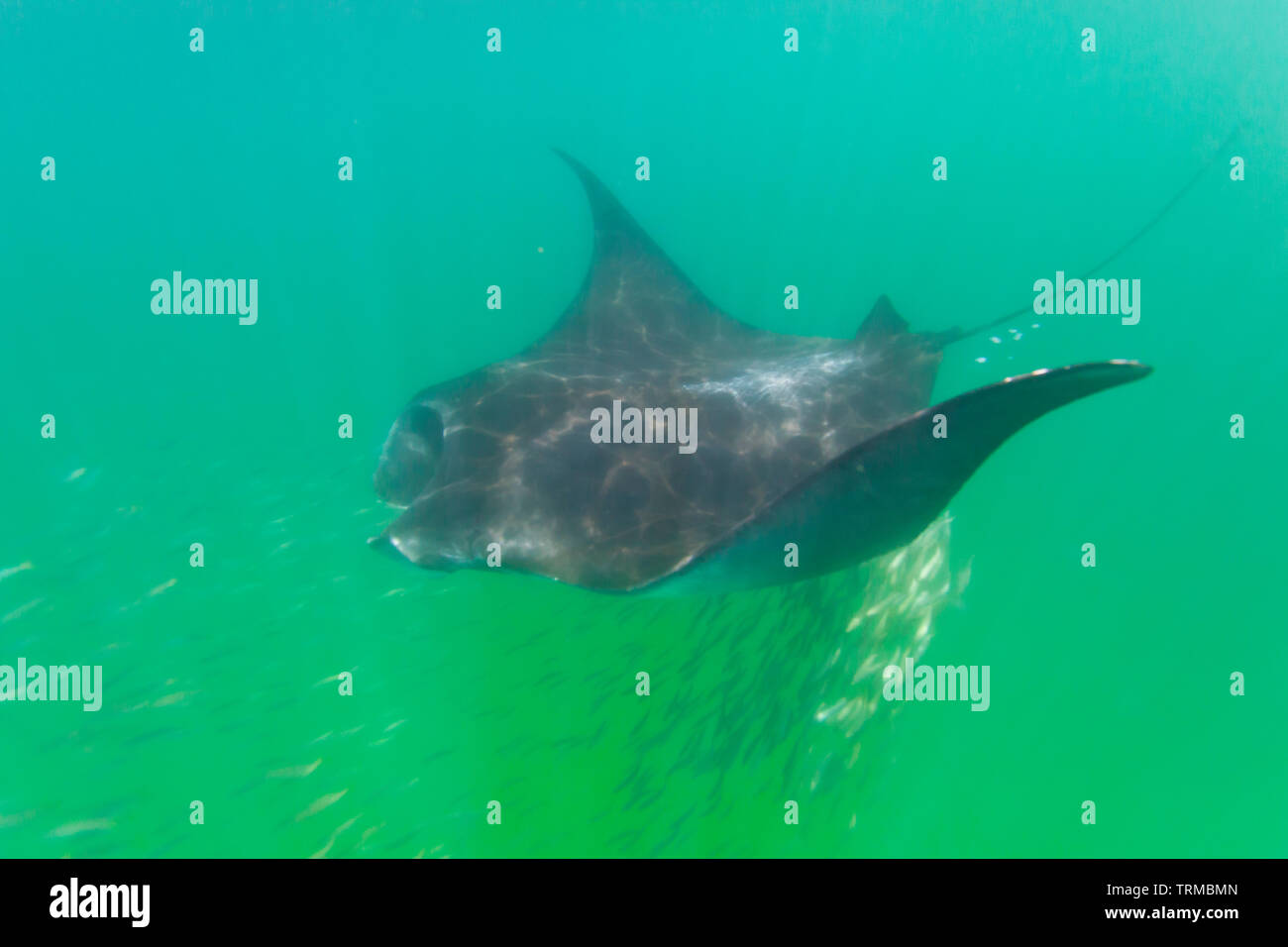 MANTARRAYA O MANTA GIGANTE - MANTA RAY (Manta birostris), Isla de ...