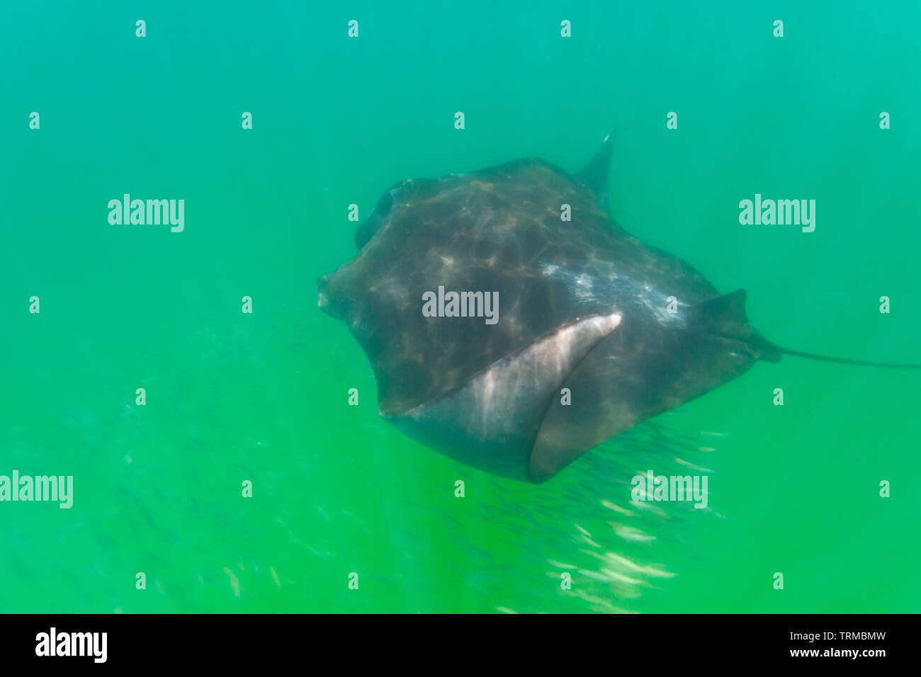 Mantarraya mantarraya hi-res stock photography and images - Alamy