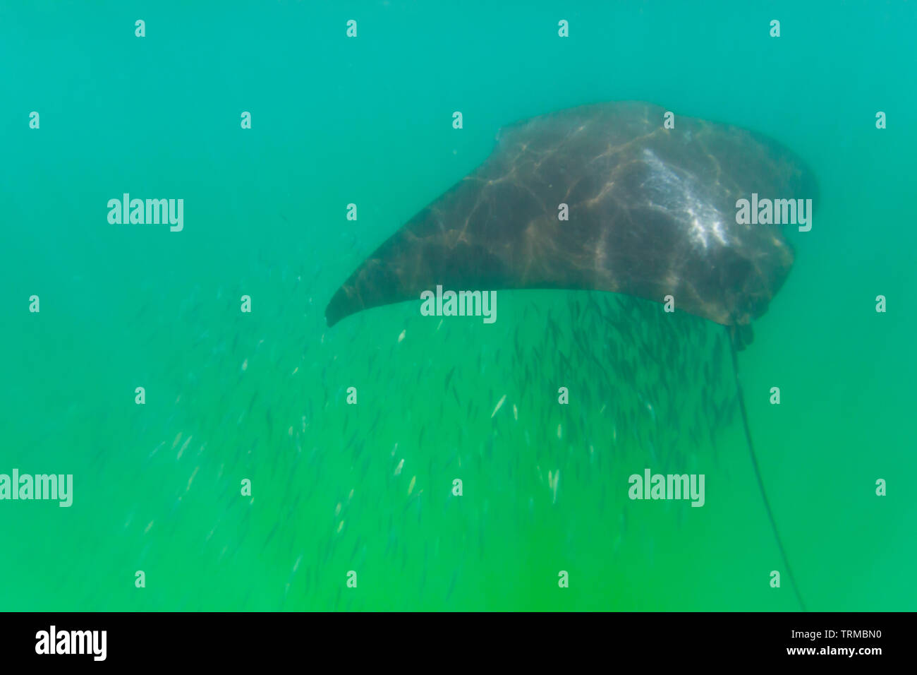 MANTARRAYA O MANTA GIGANTE - MANTA RAY (Manta birostris), Isla de ...