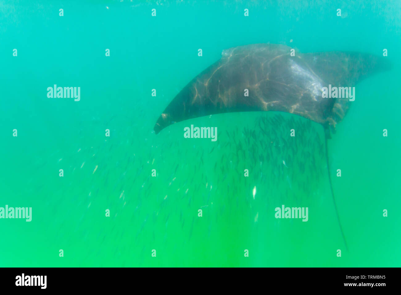 MANTARRAYA O MANTA GIGANTE - MANTA RAY (Manta birostris), Isla de ...