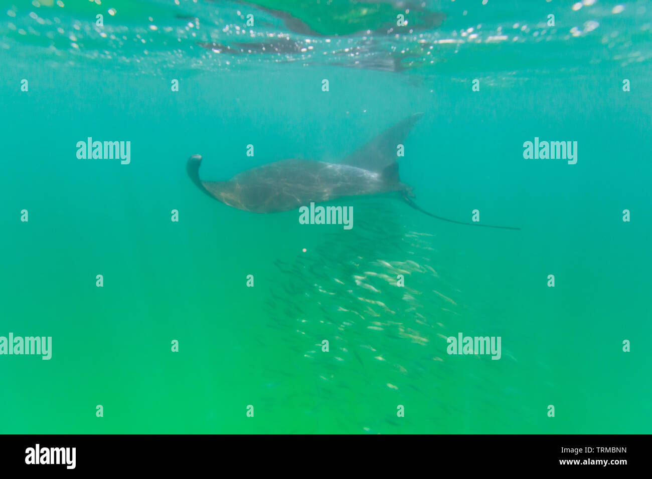 Mantarraya mantarraya hi-res stock photography and images - Alamy