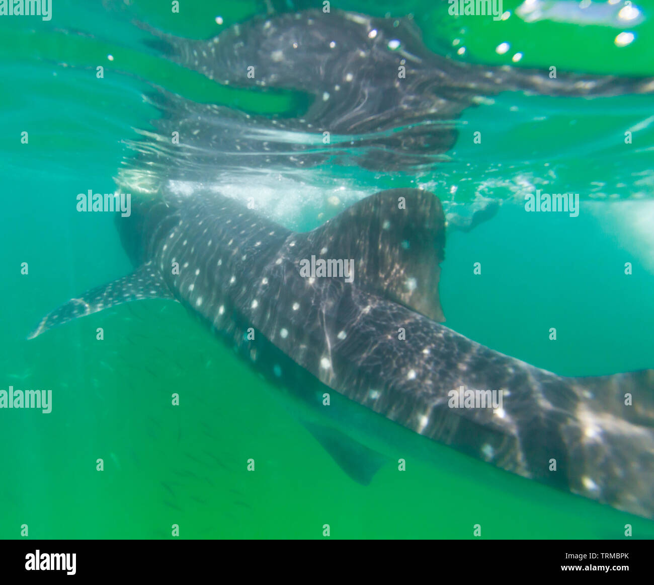 TIBURON BALLENA - WHALE SHARK (Rhincodon typus), Isla de Holbox, Estado ...