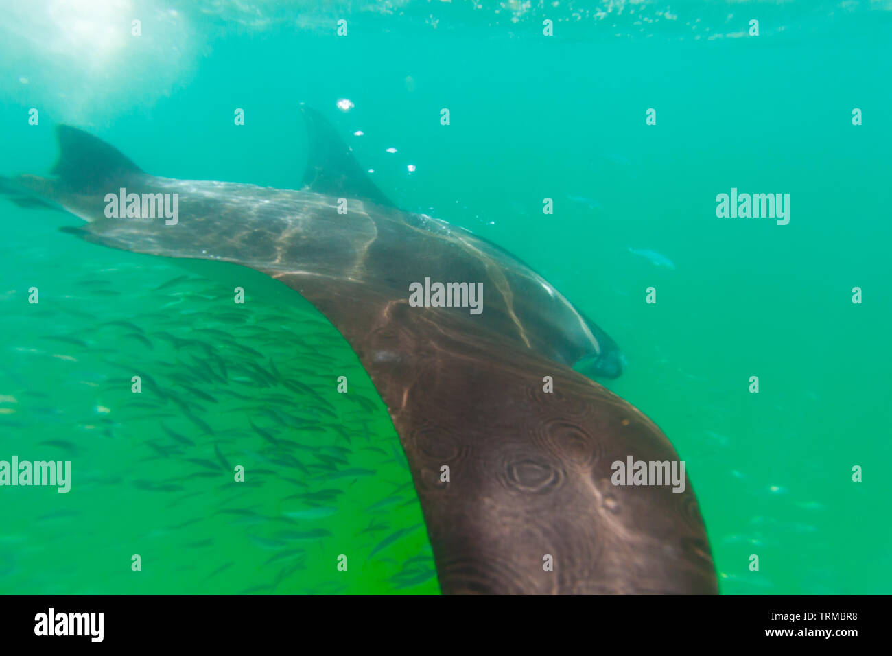 Mantarraya mantarraya hi-res stock photography and images - Alamy