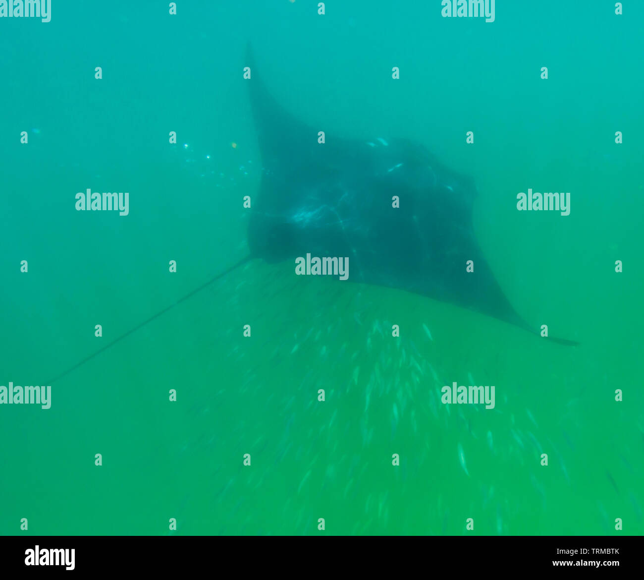 MANTARRAYA O MANTA GIGANTE - MANTA RAY (Manta birostris), Isla de ...