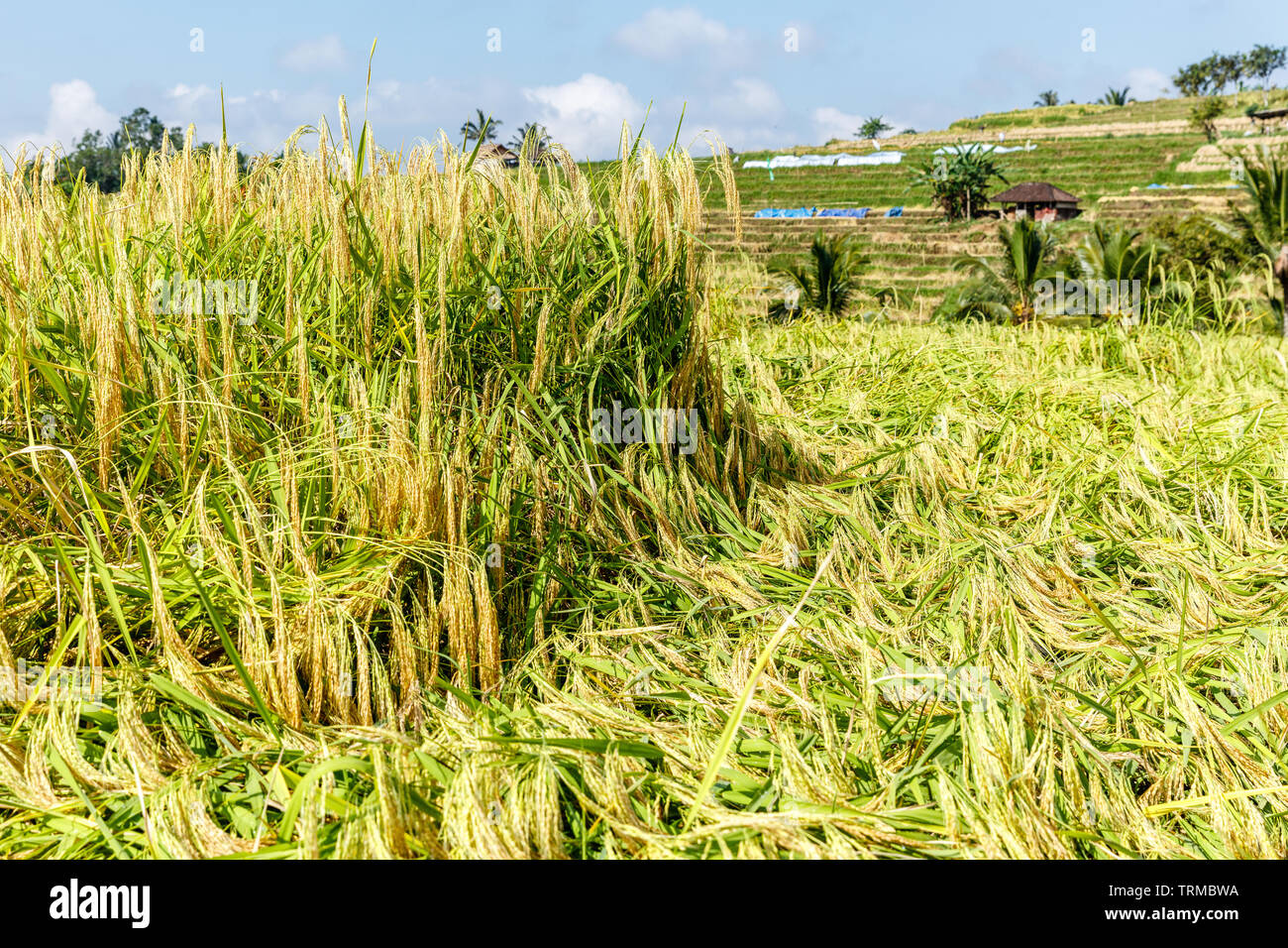 Ripe rice before harvesting at Jatiluwih rice terraces. Rural landscape ...