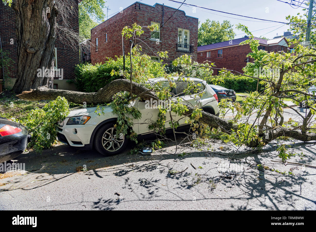 Car crushed by tree branch Stock Photo - Alamy