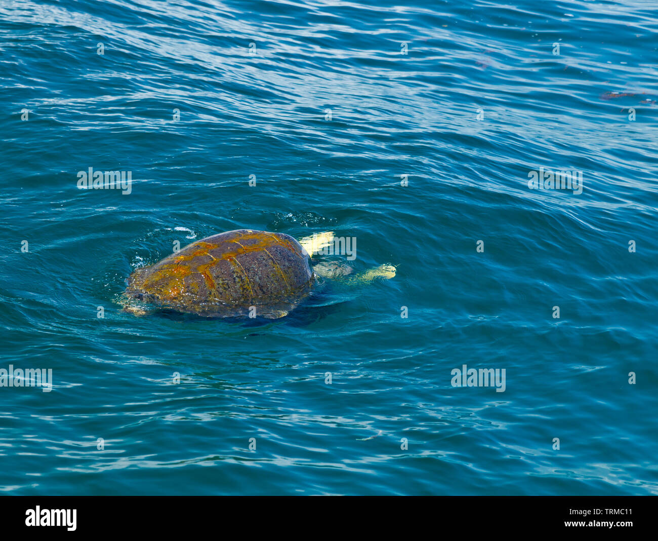 TORTUGA VERDE O BLANCA - GREEN SEA TURTLE (Chelonia mydas), Isla de ...
