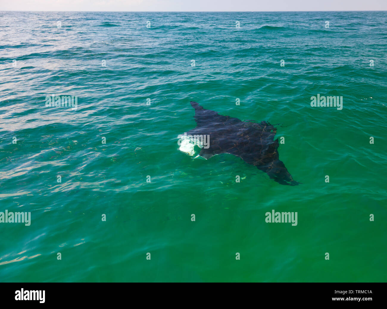 Mantarraya mantarraya hi-res stock photography and images - Alamy