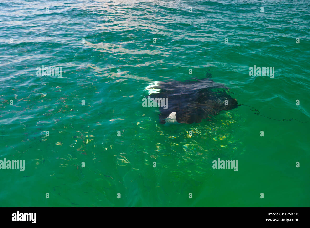 MANTARRAYA O MANTA GIGANTE - MANTA RAY (Manta birostris), Isla de ...