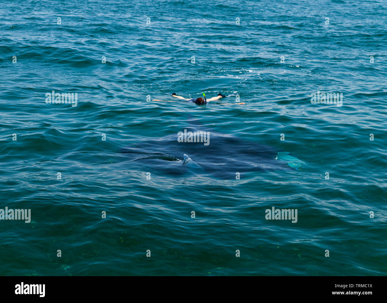 Mantarraya mantarraya hi-res stock photography and images - Alamy