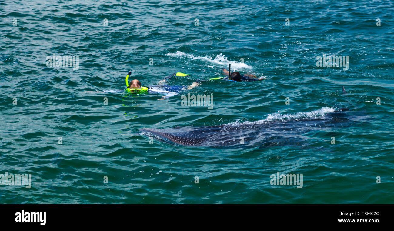 TIBURON BALLENA - WHALE SHARK (Rhincodon typus), Isla de Holbox, Estado ...