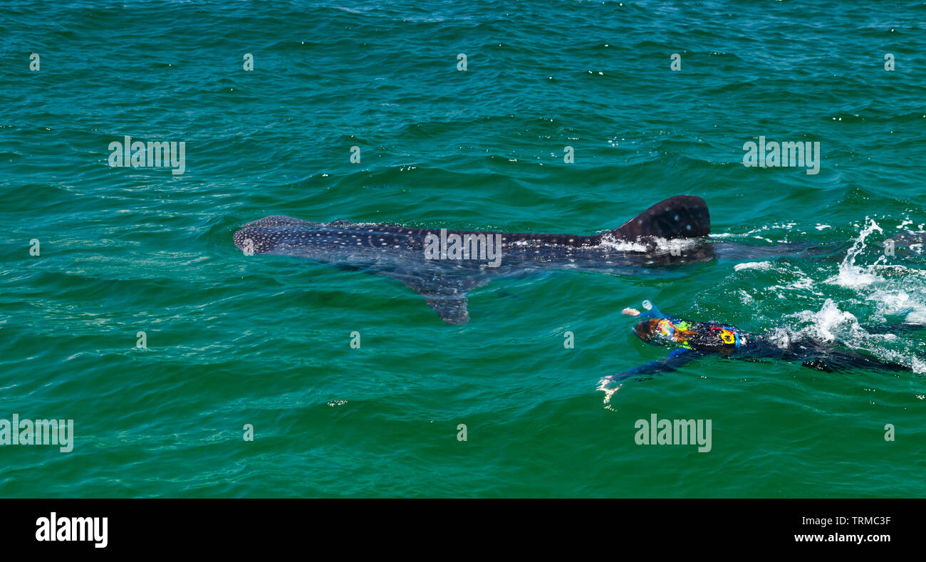 TIBURON BALLENA - WHALE SHARK (Rhincodon typus), Isla de Holbox, Estado ...
