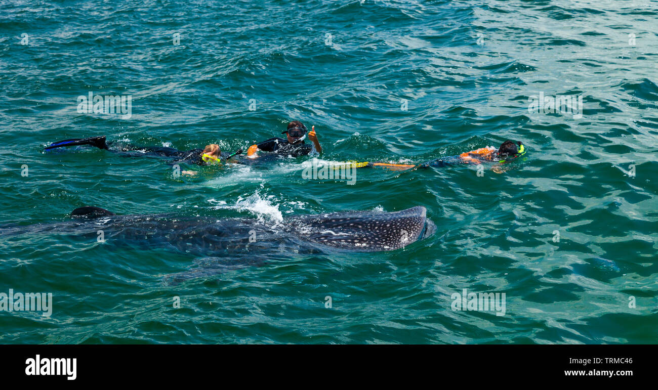 TIBURON BALLENA - WHALE SHARK (Rhincodon typus), Isla de Holbox, Estado ...