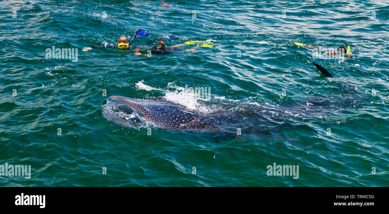 TIBURON BALLENA - WHALE SHARK (Rhincodon typus), Isla de Holbox, Estado ...