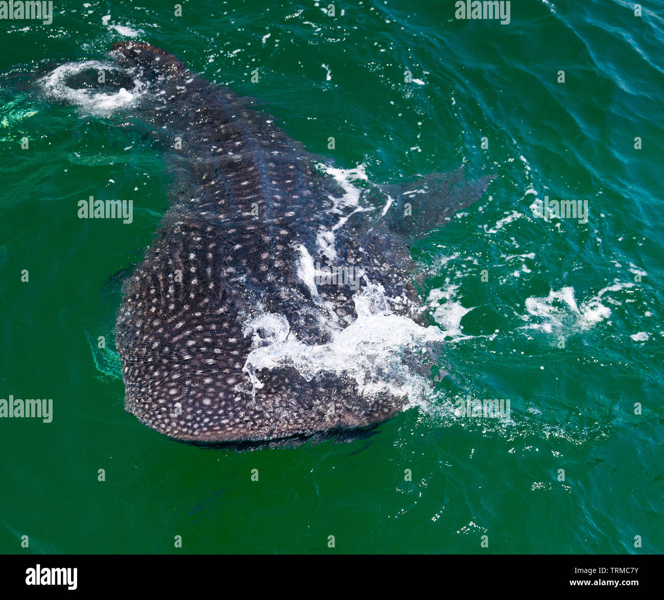 Isla holbox whale shark hi-res stock photography and images - Alamy