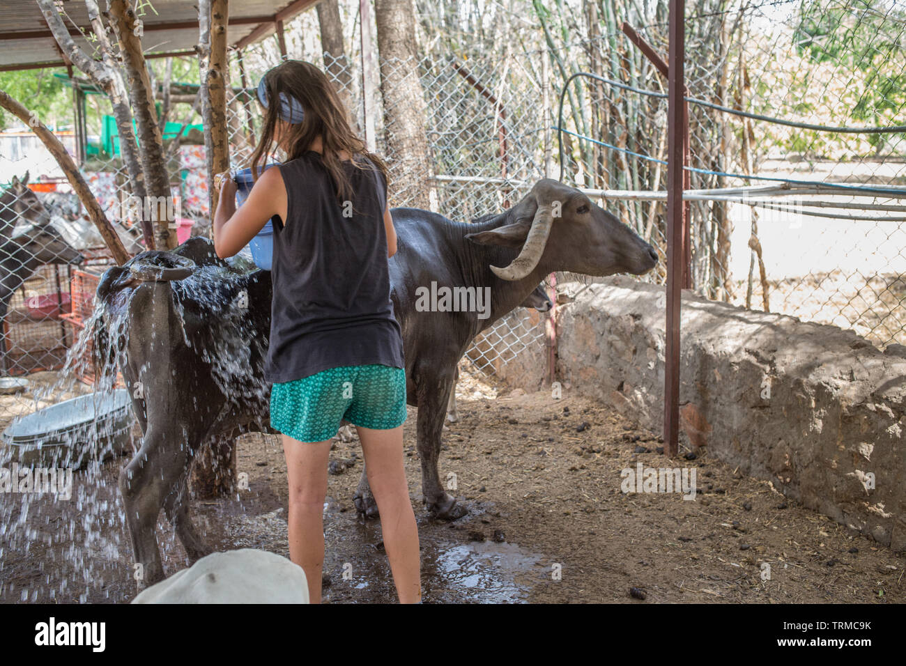 Man washing buffalo hi-res stock photography and images - Alamy