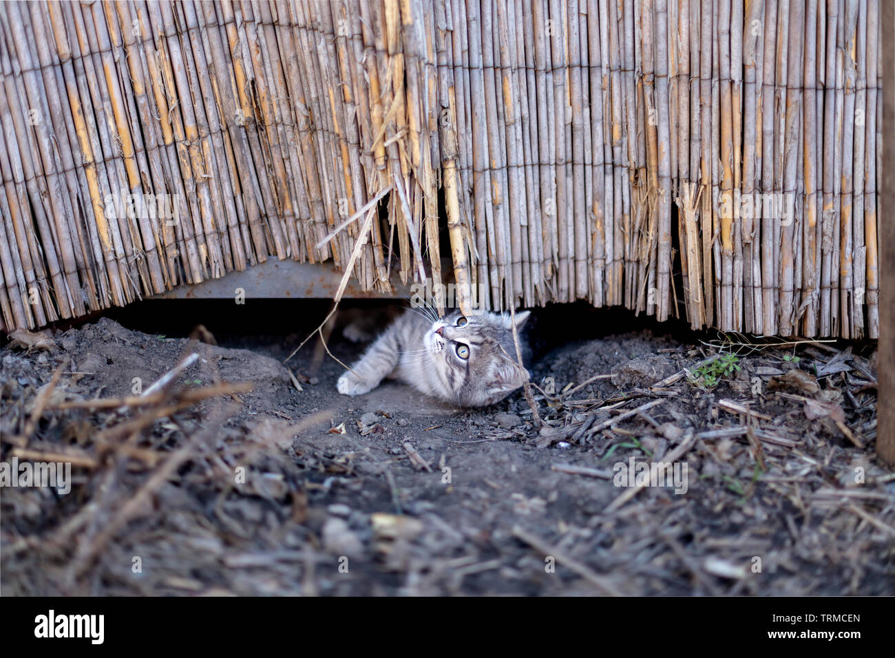 Little funny baby gray kitten playing outside with himself. Selective ...