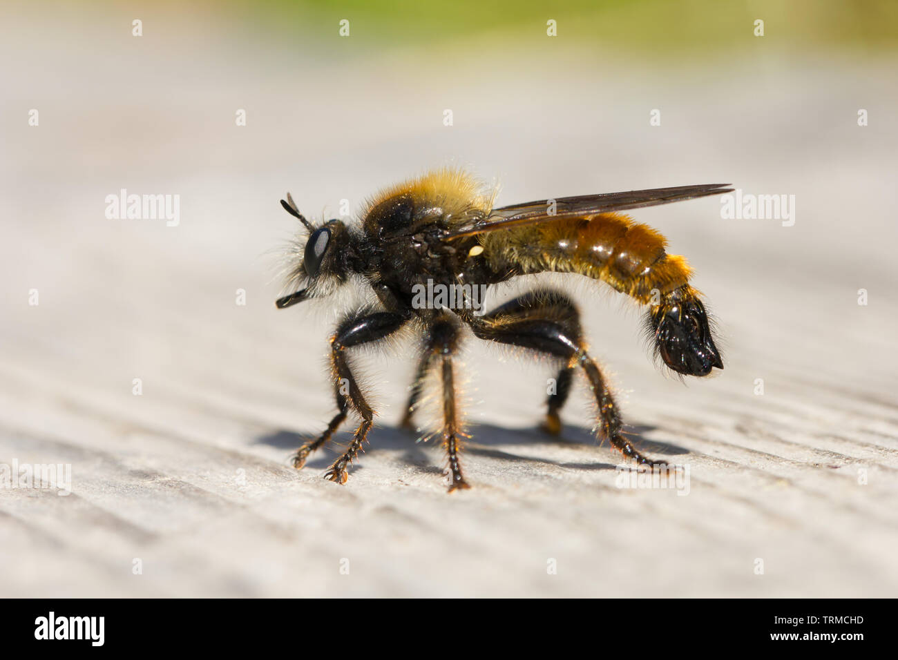 Big robberfly hi-res stock photography and images - Alamy