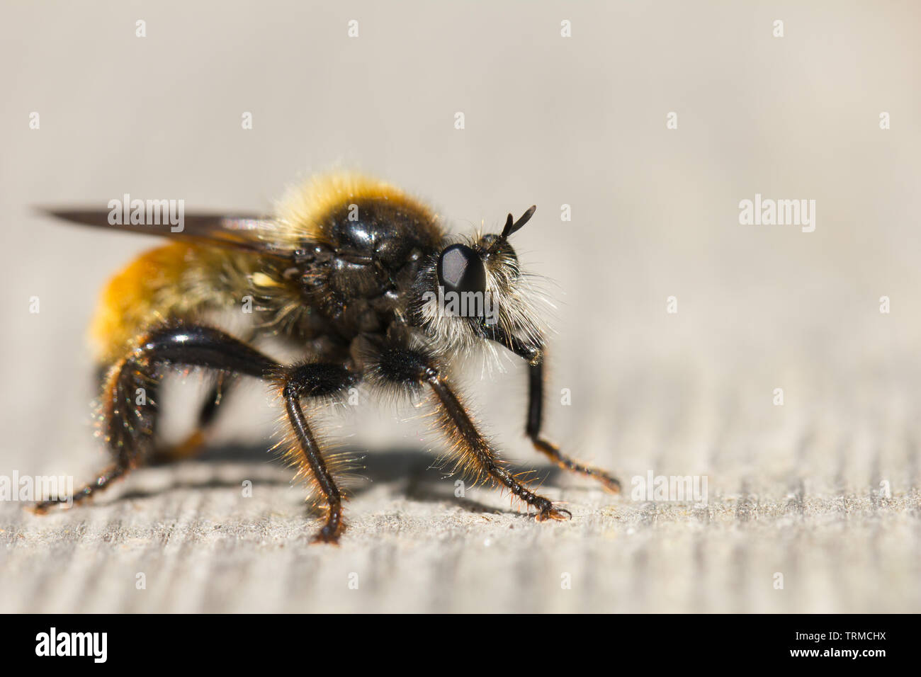 Big robberfly hi-res stock photography and images - Alamy