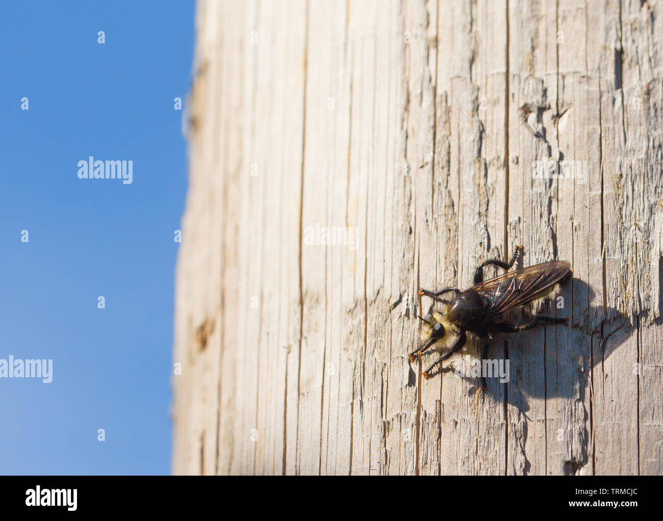 Big robberfly hi-res stock photography and images - Alamy