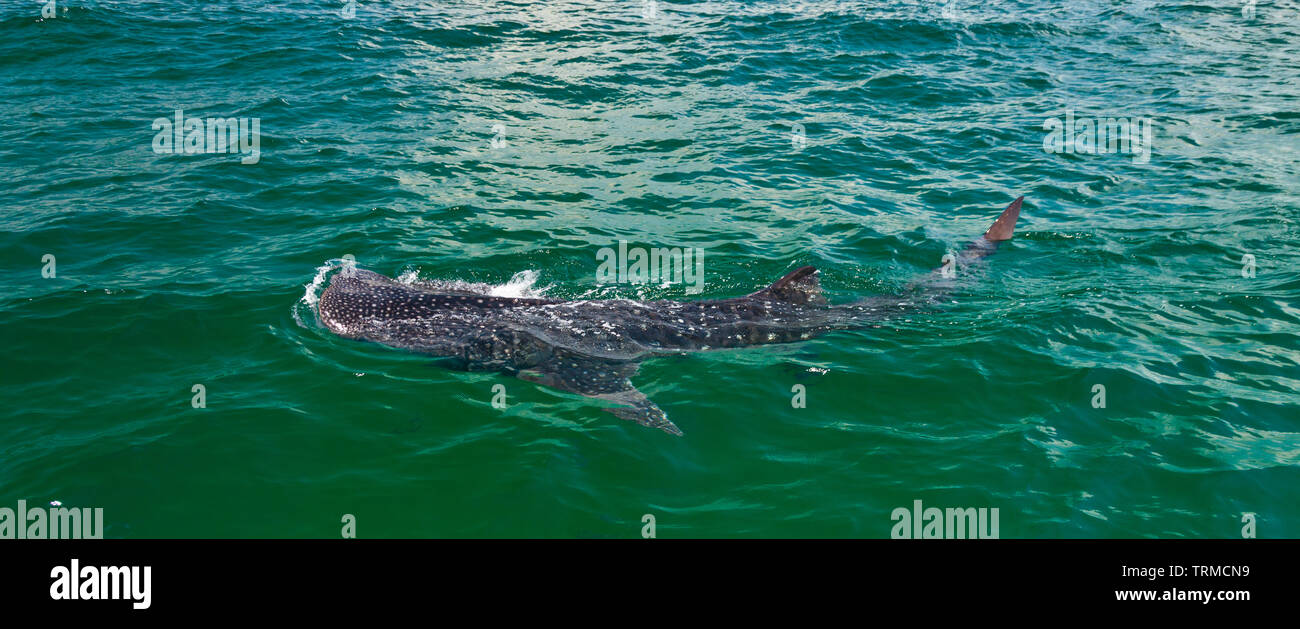 TIBURON BALLENA - WHALE SHARK (Rhincodon typus), Isla de Holbox, Estado ...