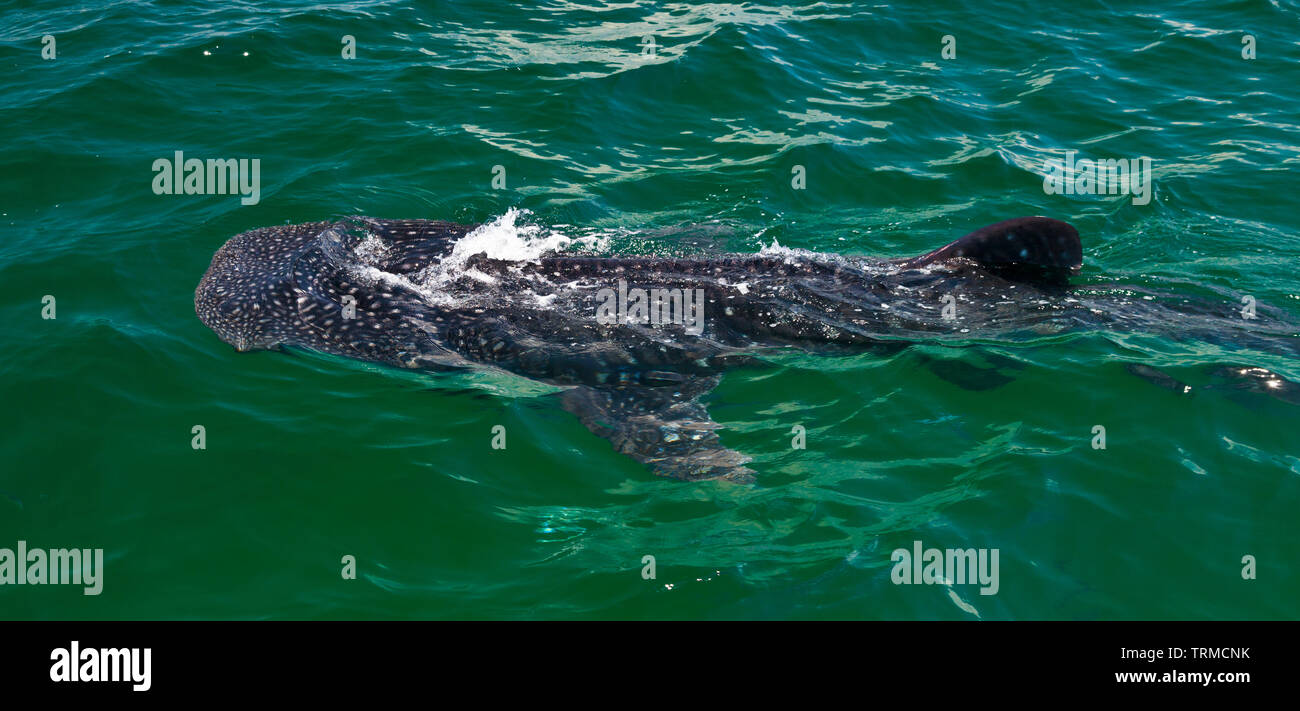 TIBURON BALLENA - WHALE SHARK (Rhincodon typus), Isla de Holbox, Estado ...