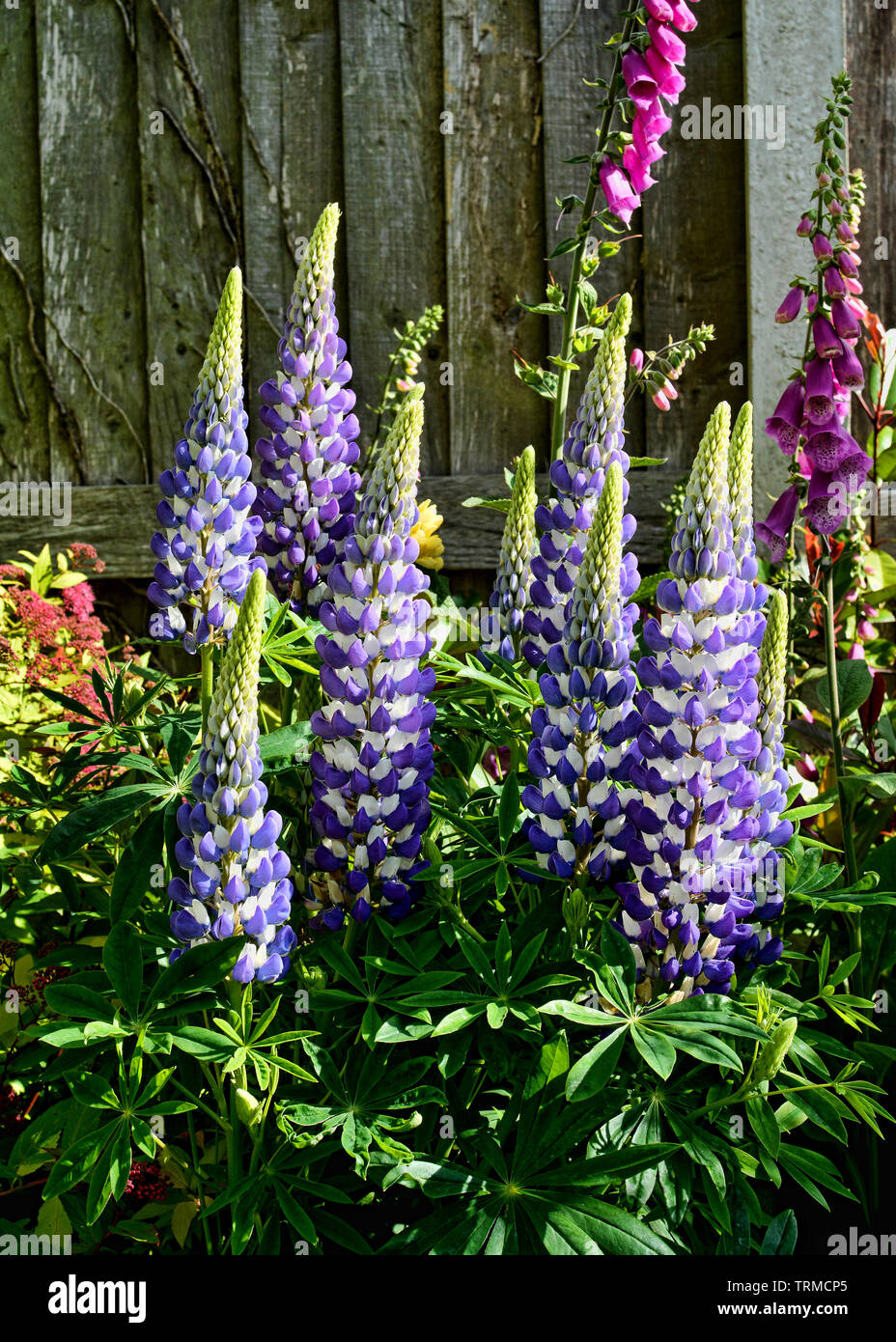 Andean Lupin High Resolution Stock Photography and Images - Alamy